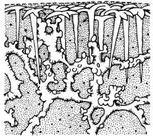 images/lithistid skeleton.JPG